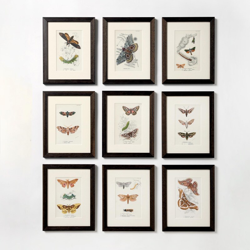 Butterfly Lithograph - Etsy