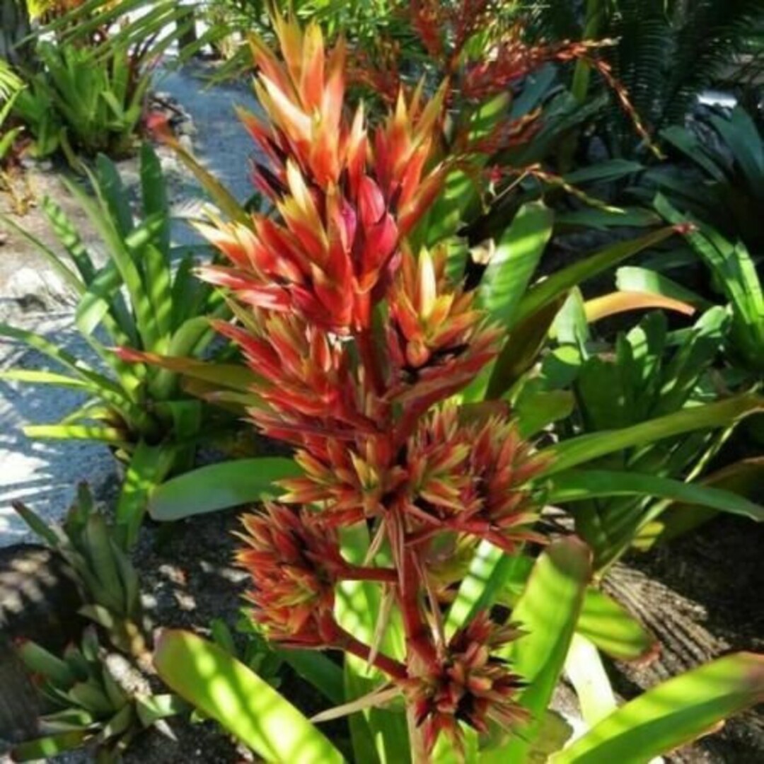Young Bromeliad Plant Pup Cutting Growstall Height / Bright Red Orange ...