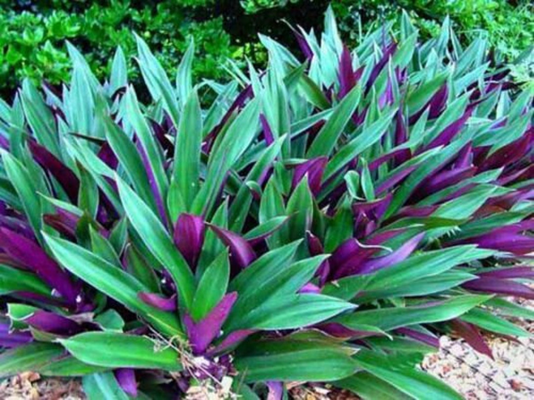 5 Young Oyster Plants Grows Medium Height /purple Green Oyster Moses of ...