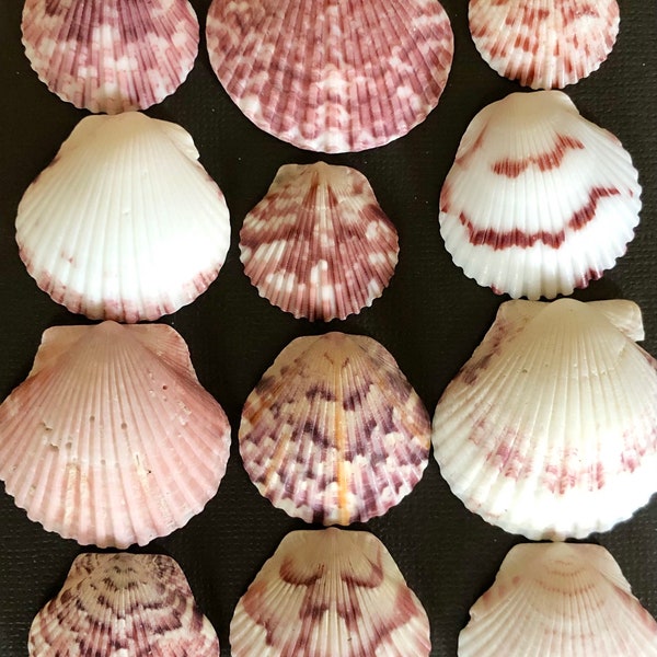 Calico Scallop Shell - Etsy