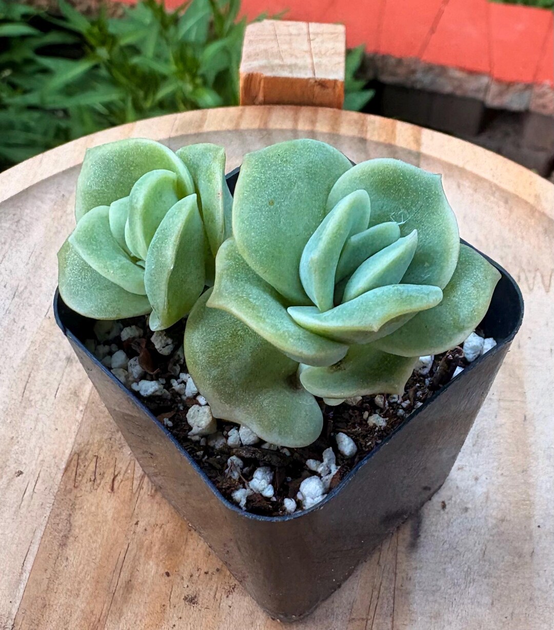 Graptoveria Lovely Rose 2” - Etsy