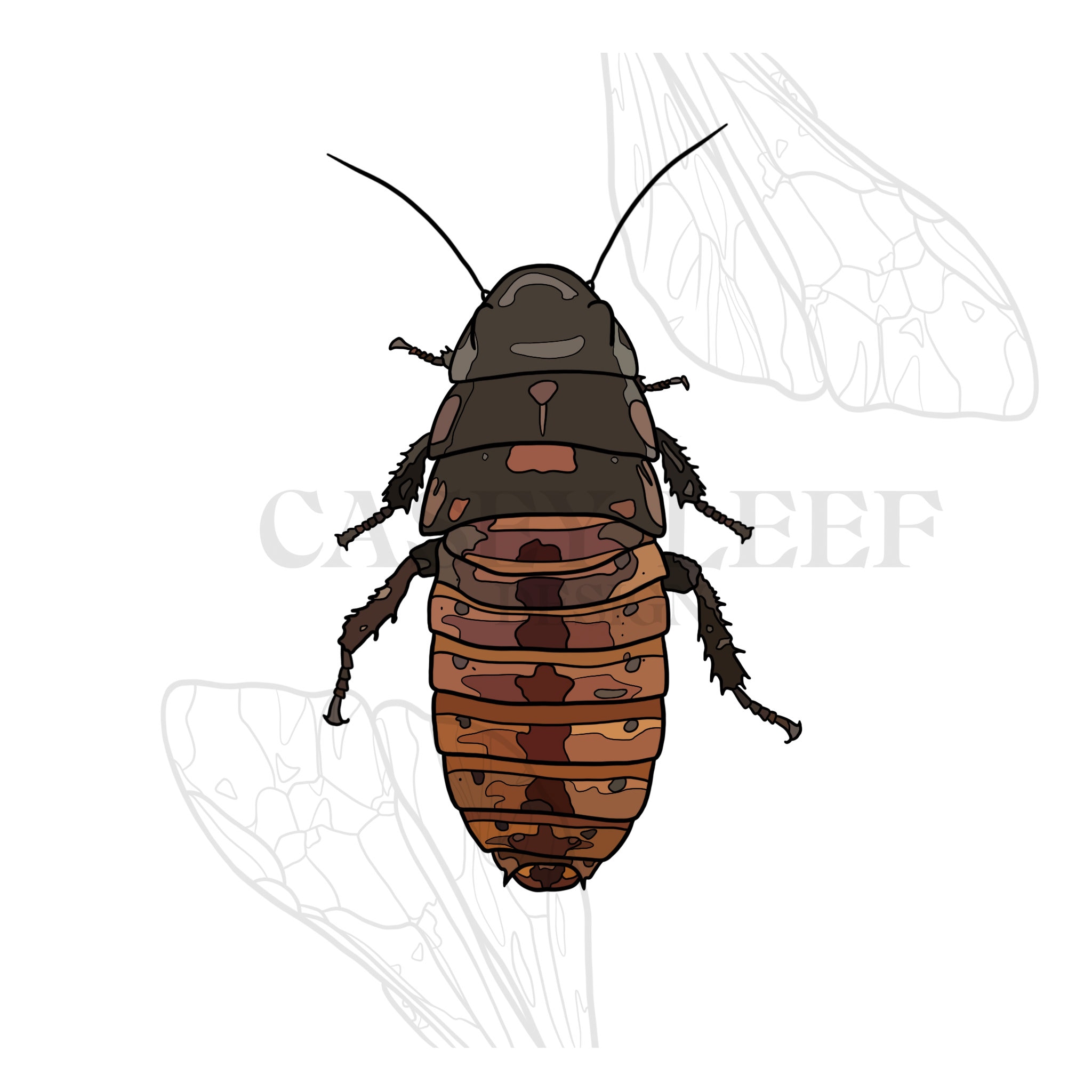 Madagascar Hissing Cockroach Sticker, 1.95x3 in - Hydro Flask Sticker ...