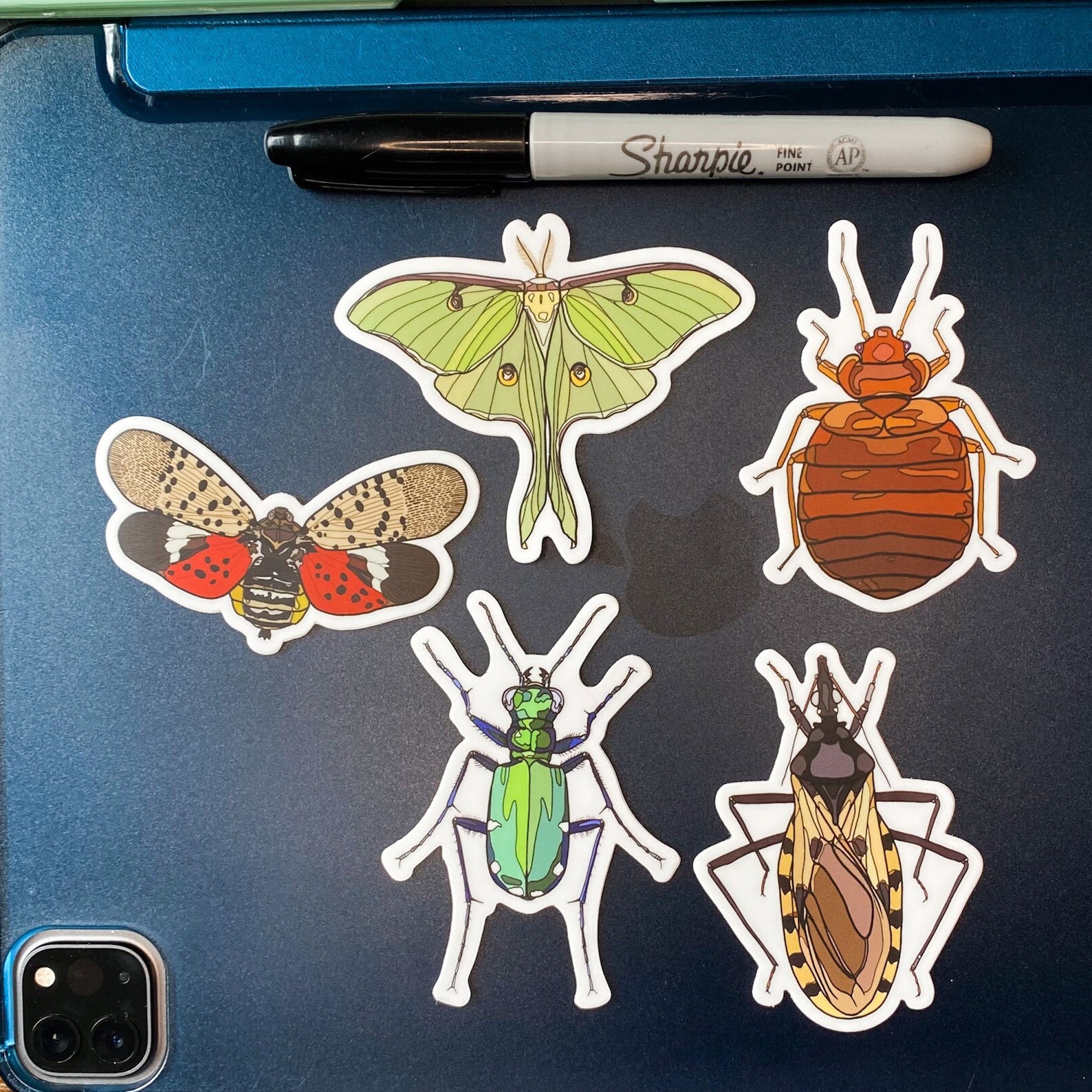 Luna Moth Sticker, 3.25x2.69 in - Hydro Flask Sticker/vinyl/laptop ...