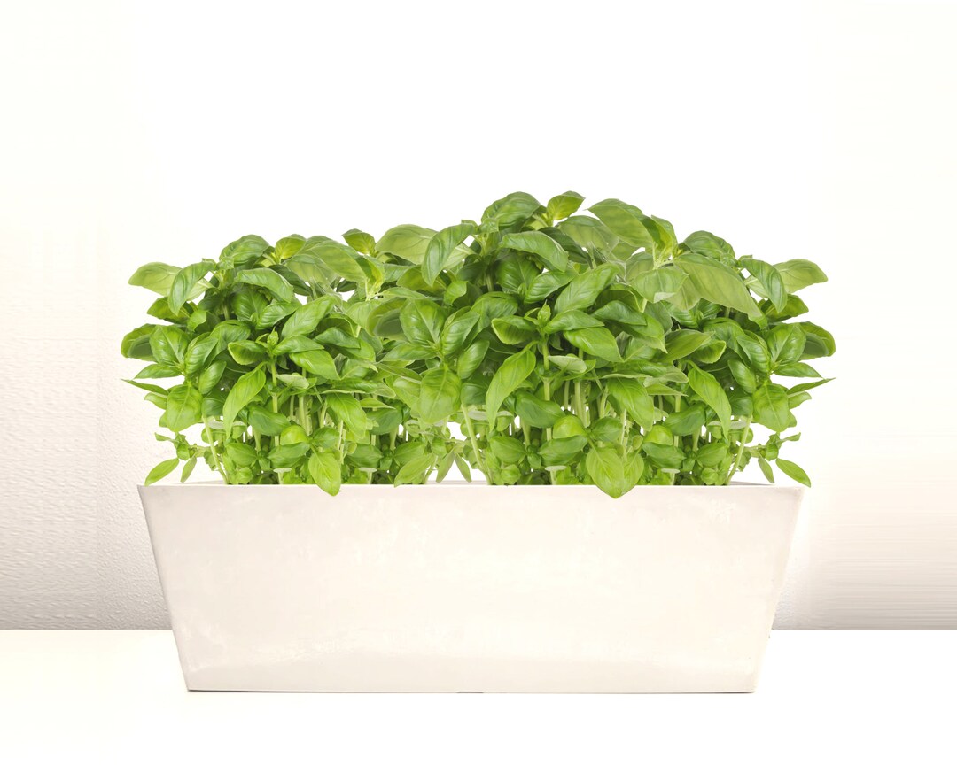 POPPY Composite Countertop Planter - Rectangular Planter – Herb Planter ...