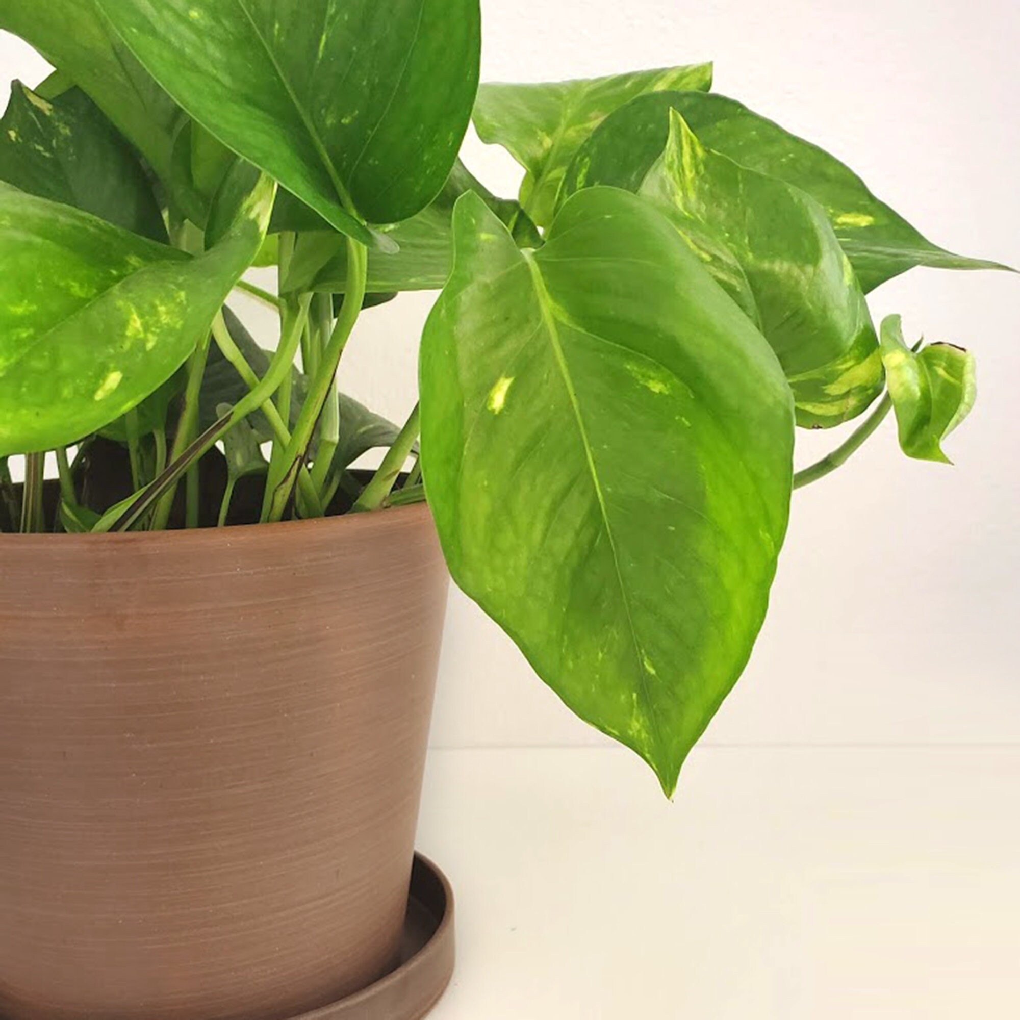 LILY – Circular Composite Planter With Saucer - Dark Terracotta ...