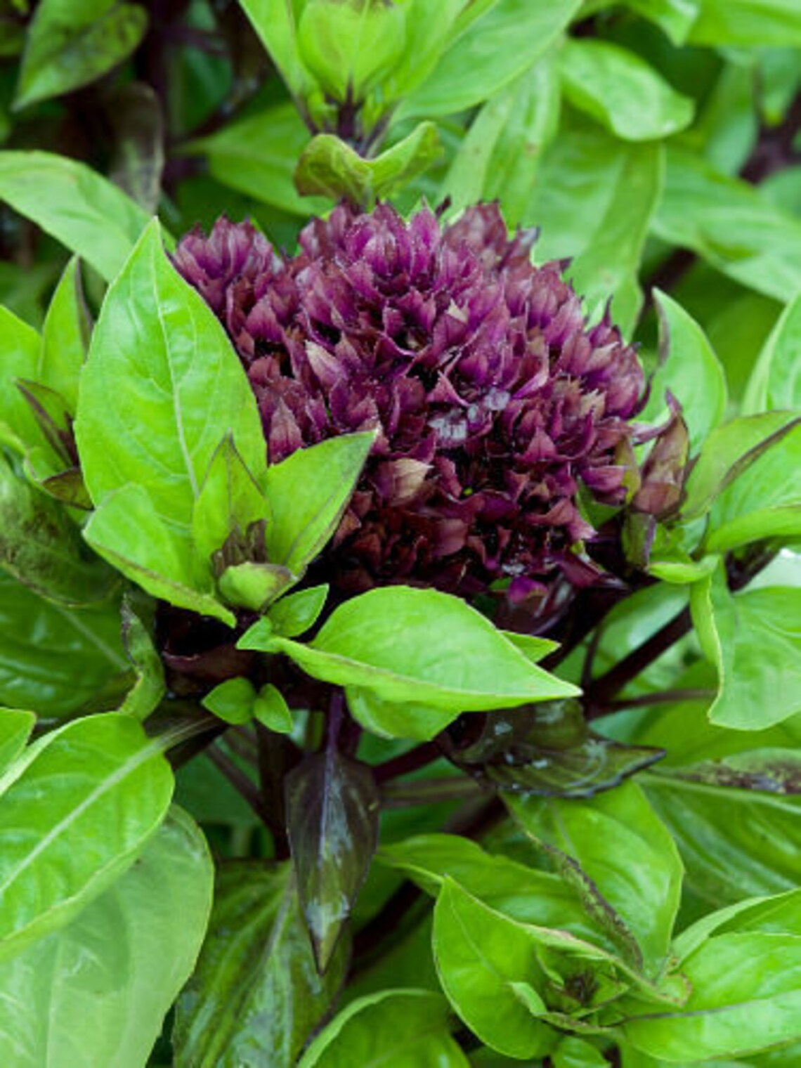 Cardinal Basil (ocimum Basilicum 'cardinal') - 25 Seeds - Etsy