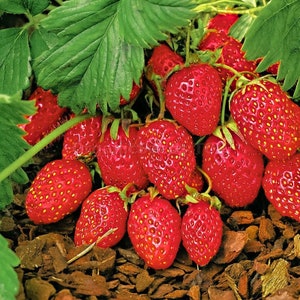 Wild Strawberry - Baron (fragaria Vesca Baron Solemacher) - 50 Seeds - Etsy