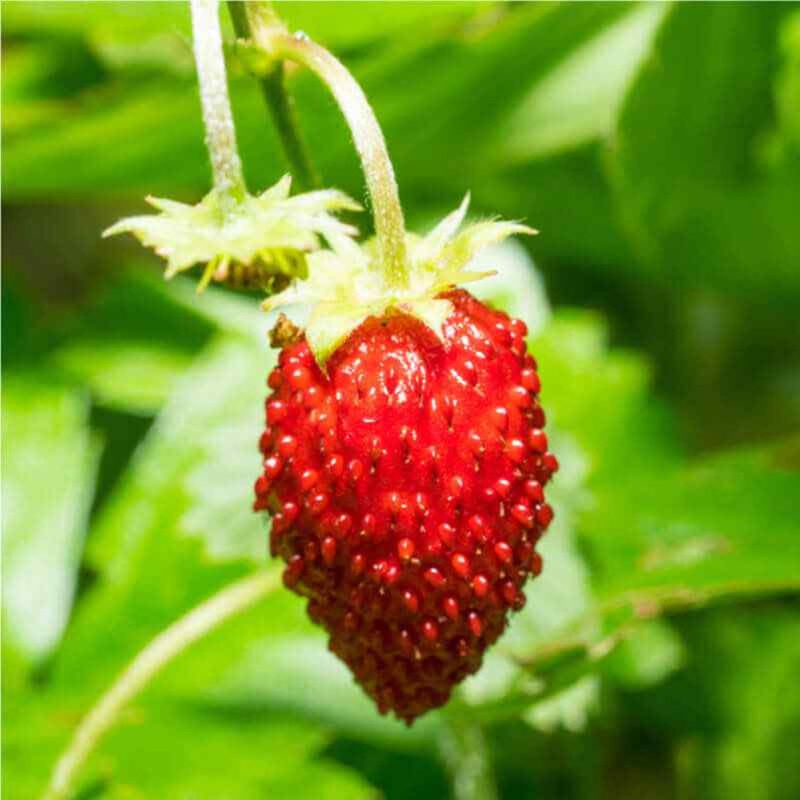 Wild Strawberry - Baron (fragaria Vesca Baron Solemacher) - 50 Seeds - Etsy