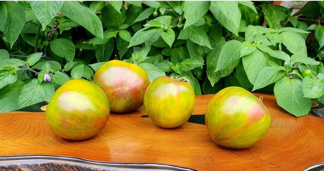 Organic DWARF Rebel Starfighter Penny Lane Tomato - 10 Seeds - Etsy
