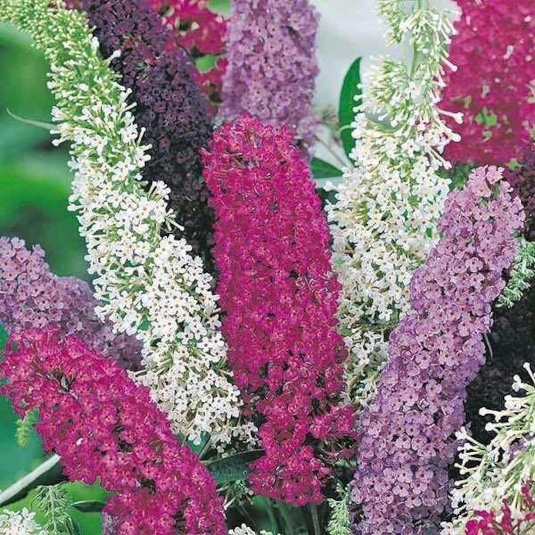 Butterfly Bush Mix (buddleia Davidii Mix) - 20 Seeds - Etsy
