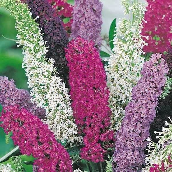 Butterfly Bush - Etsy