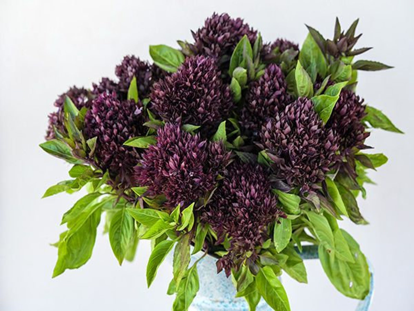 Cardinal Basil (ocimum Basilicum 'cardinal') - 25 Seeds - Etsy