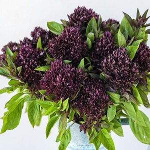 Cardinal Basil (ocimum Basilicum 'cardinal') - 25 Seeds - Etsy