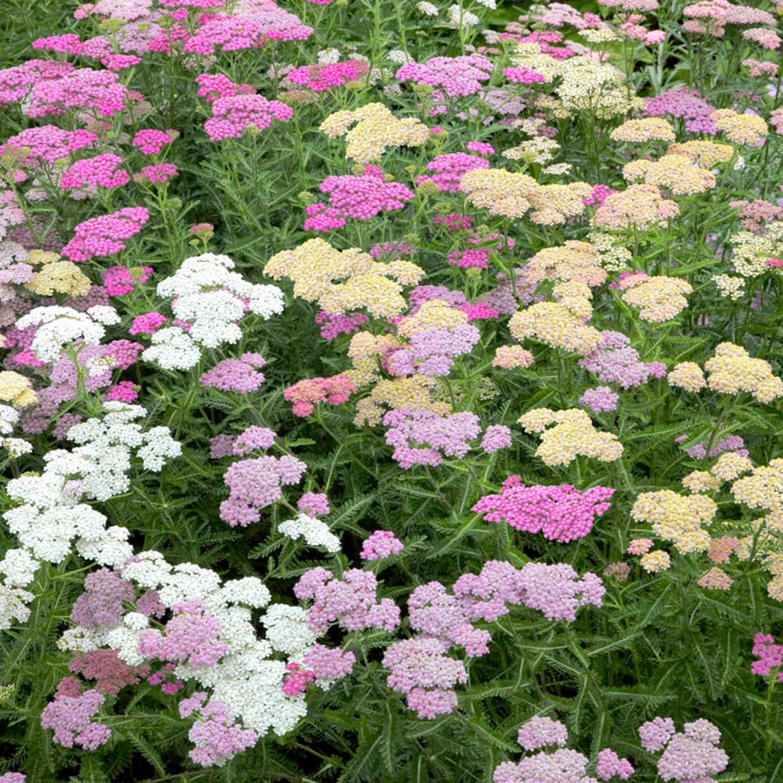 Yarrow (achillea Millefolium Summer Pastel Mix) - 25 Seeds - Etsy