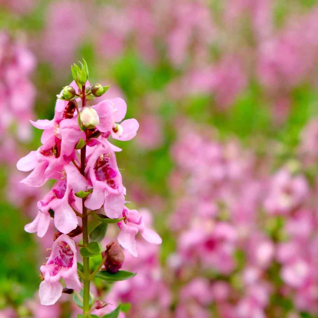 Pink Sundae Salvia / Clary Sage (salvia Viridis Pink Sundae) - 50 Seeds ...