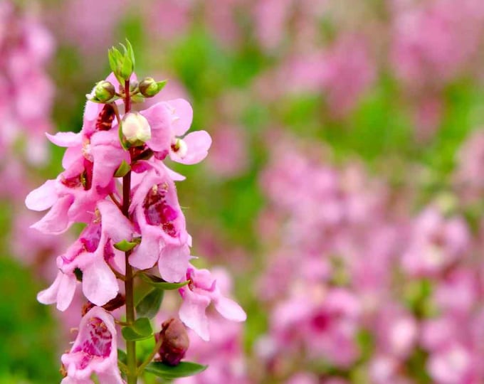 Pink Sundae Salvia / Clary Sage salvia Viridis Pink Sundae 50 Seeds - Etsy