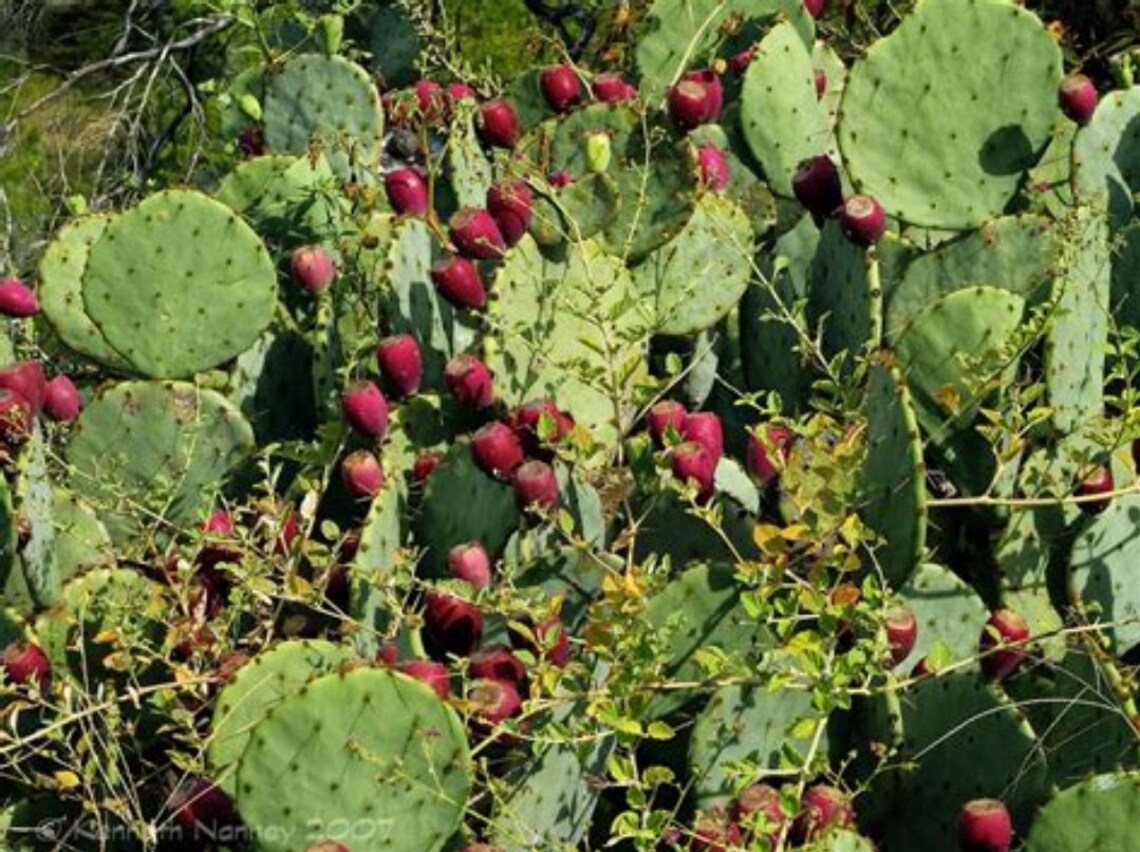 Prickly Pear Seeds, Cold Hardy (opuntia Stricta) - 20 Seeds - Etsy