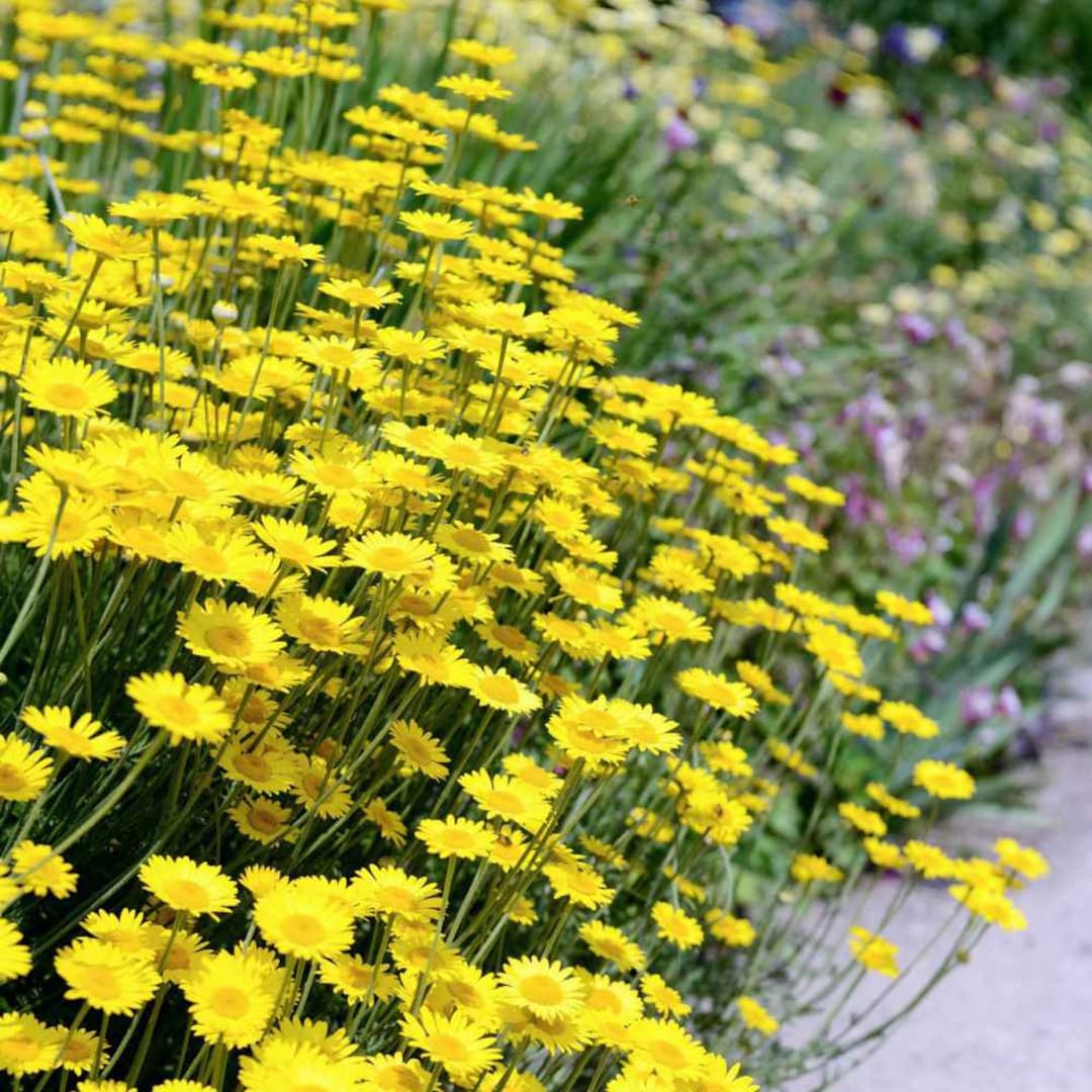 Yellow Marguerite Daisy (anthemis Tinctoria Kelwayi) - 100 Seeds - Etsy