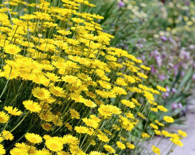 Yellow Marguerite Daisy (anthemis Tinctoria Kelwayi) - 100 Seeds - Etsy