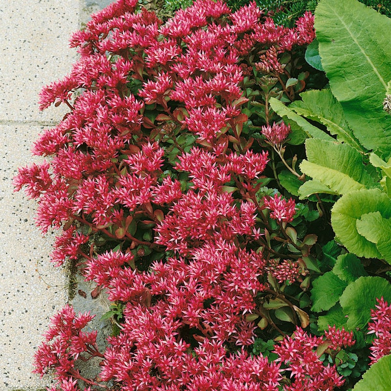 Red Sedum - Etsy