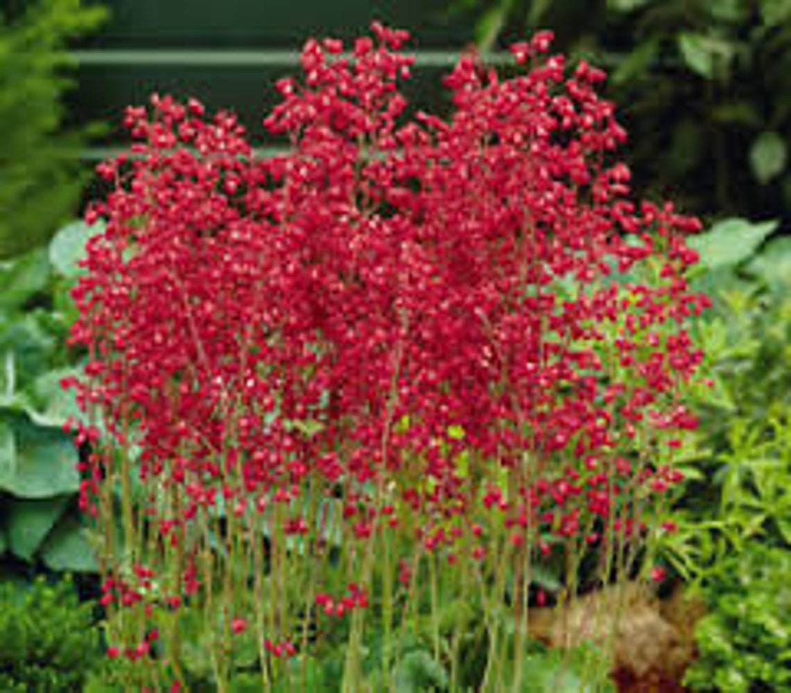 Heuchera (heuchera Sanguinea Firefly) - 50 Seeds - Etsy