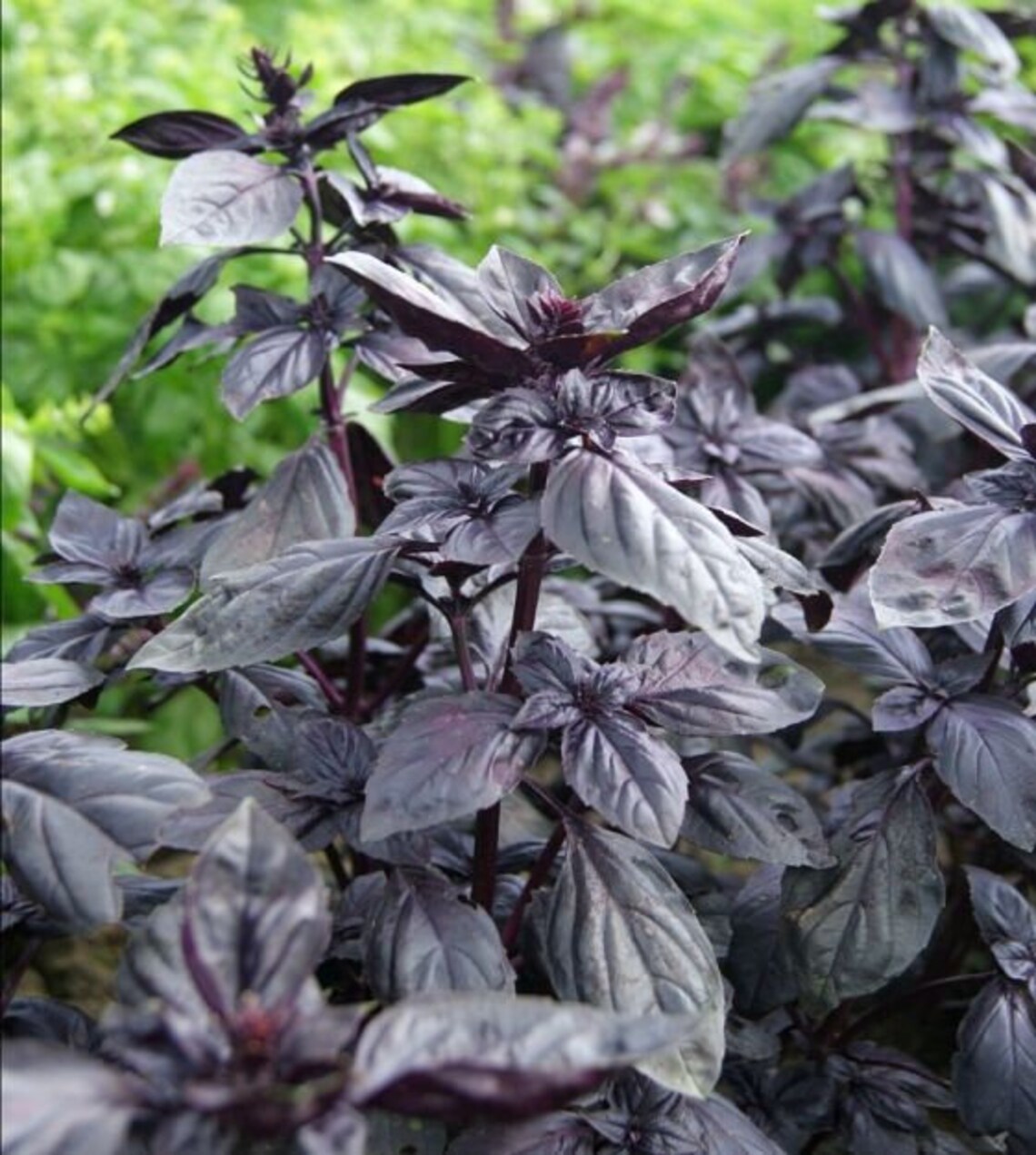 Red Genovese Basil (ocimum Basilicum 'freddy') - 25 Seeds - Etsy
