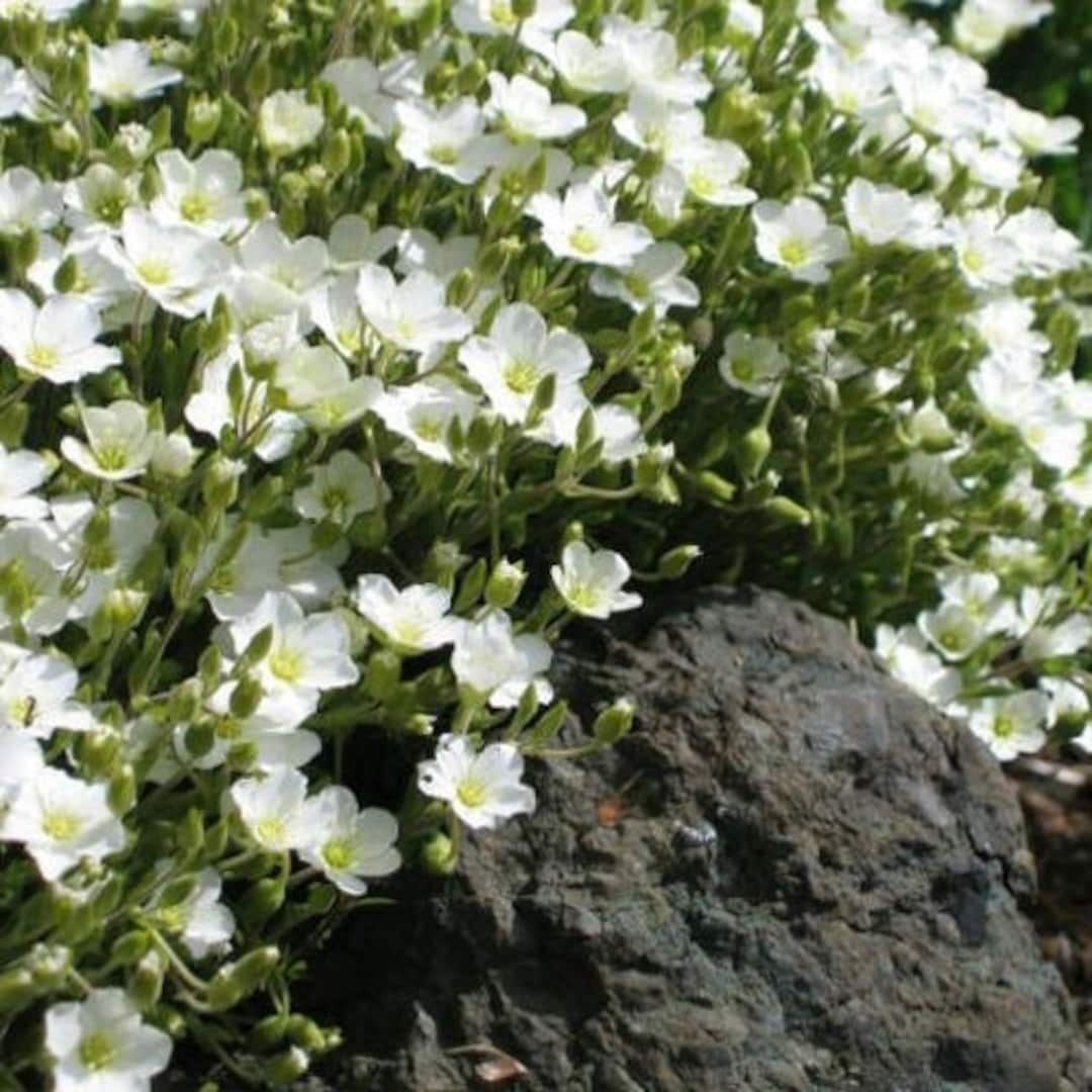 Arenaria Montana / Mountain Sandwort - 25 Seeds - Etsy