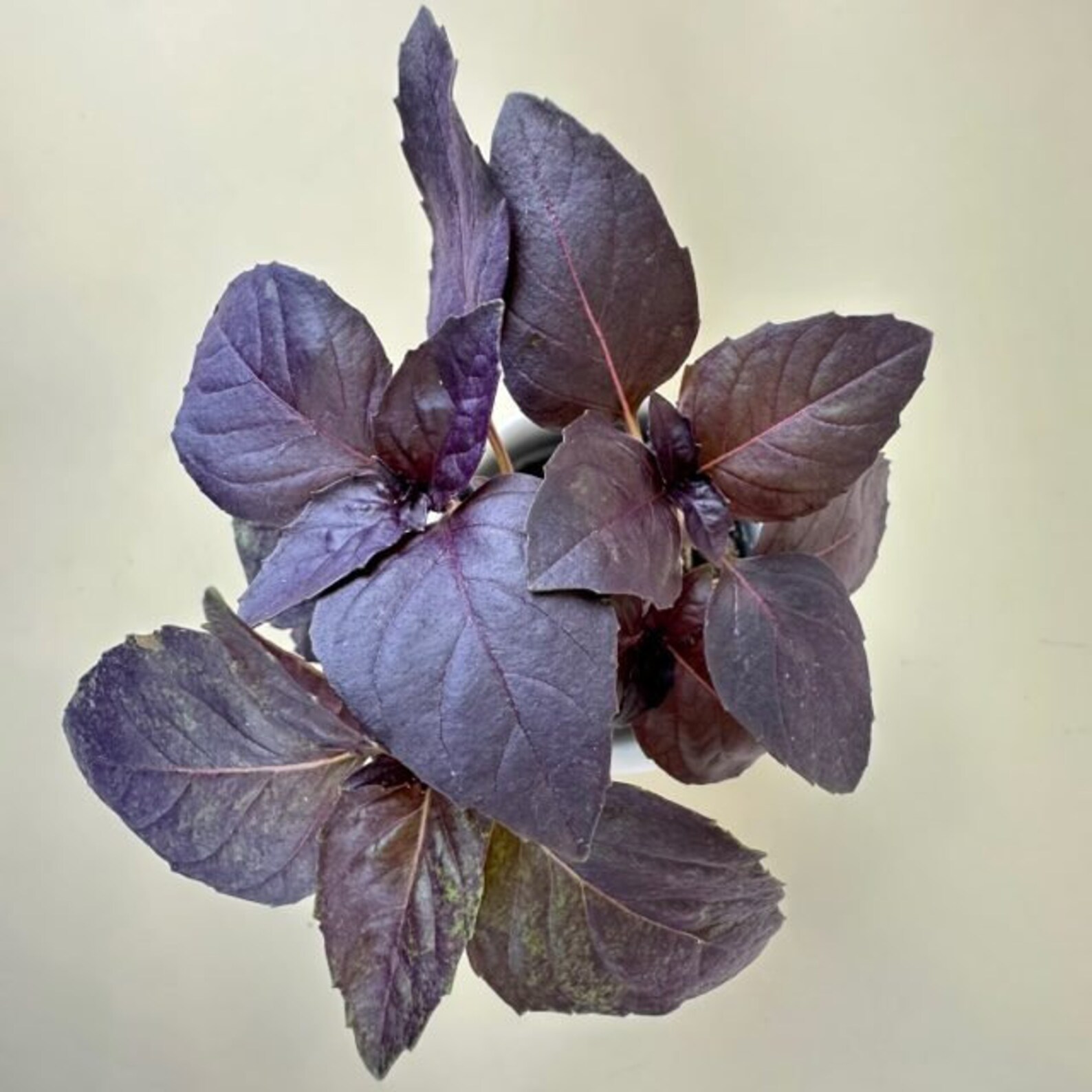 Red Genovese Basil (ocimum Basilicum 'freddy') - 25 Seeds - Etsy