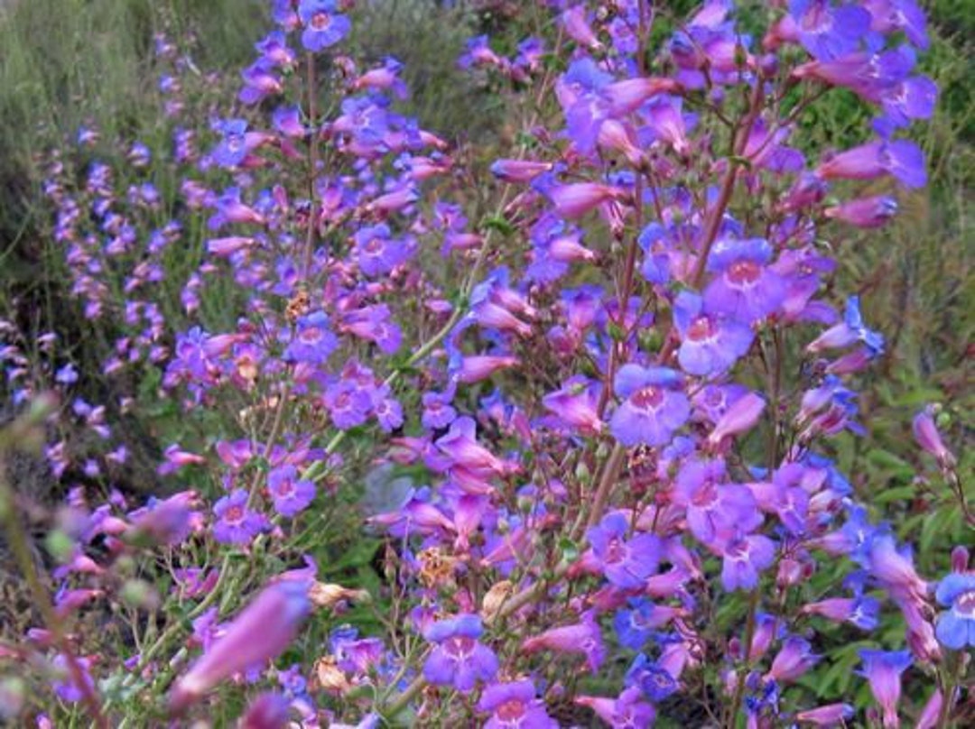 Penstemon (penstemon Spectabilis Showy) - 25 Seeds - Etsy