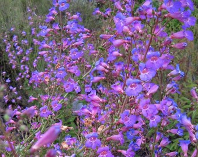 Penstemon (penstemon Spectabilis Showy) - 25 Seeds - Etsy