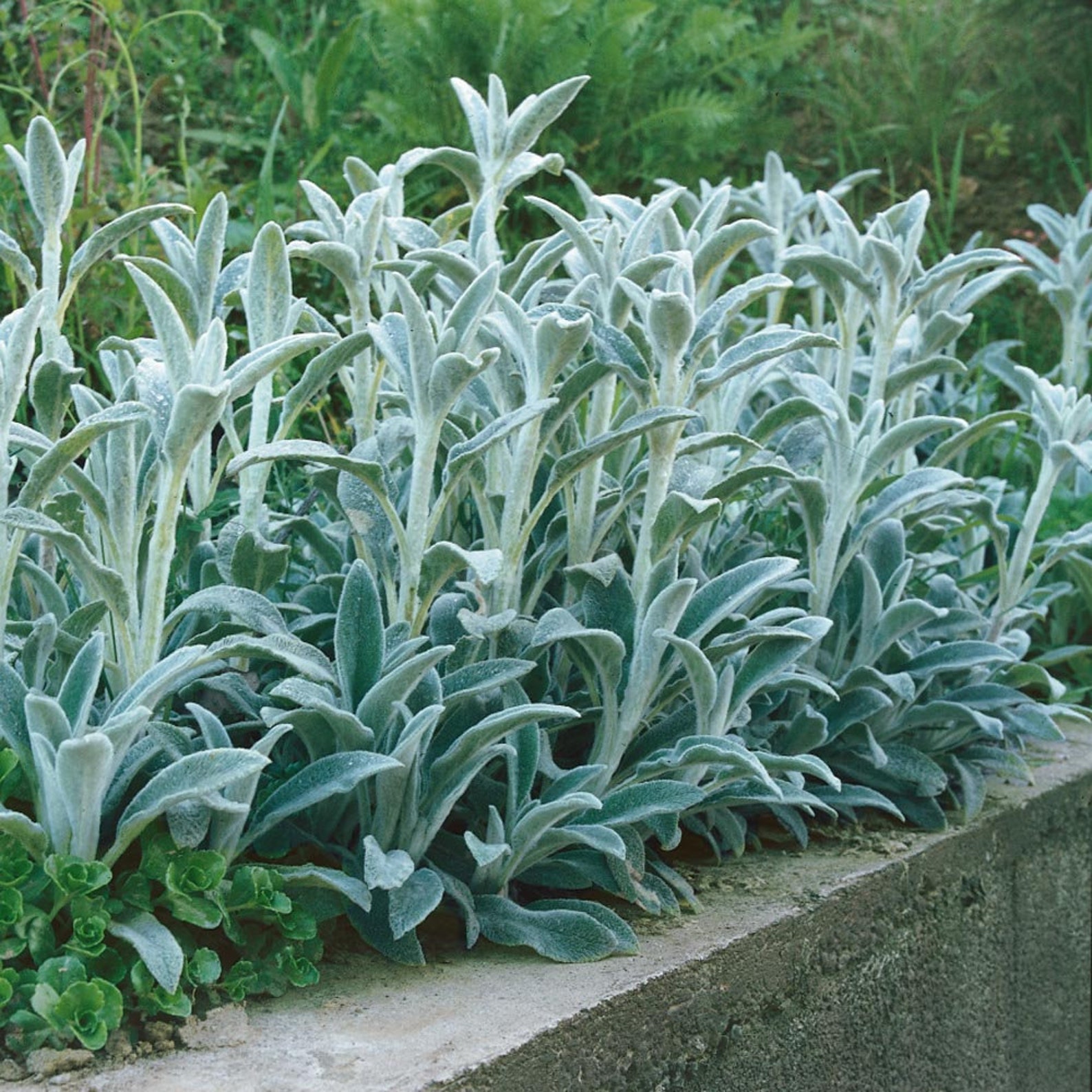 Lamb's Ear (stachys Byzantina Lanata) - Min 20 Seeds - Etsy