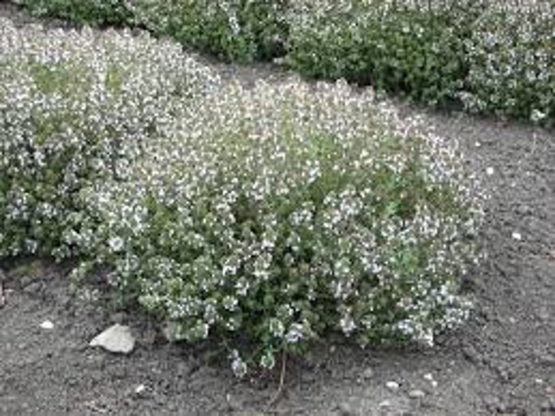 Orange Thyme (thymus Fragrantissimus) - 25 Seeds - Etsy