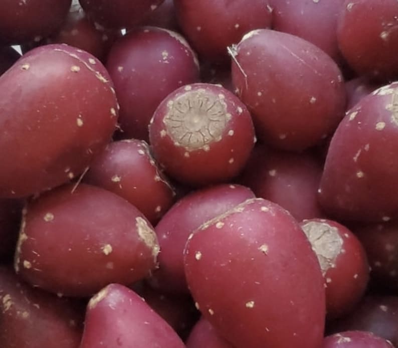 Prickly Pear Seeds, Cold Hardy (opuntia Stricta) - 20 Seeds - Etsy