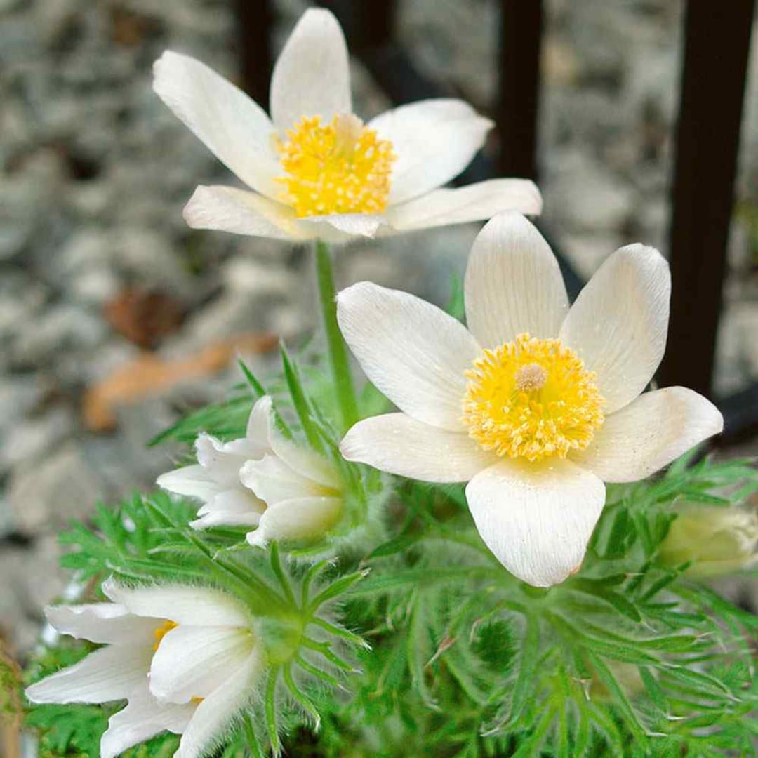 Pasque Flower (anemone Pulsatilla Vulgaris White) - 25 Seeds - Etsy