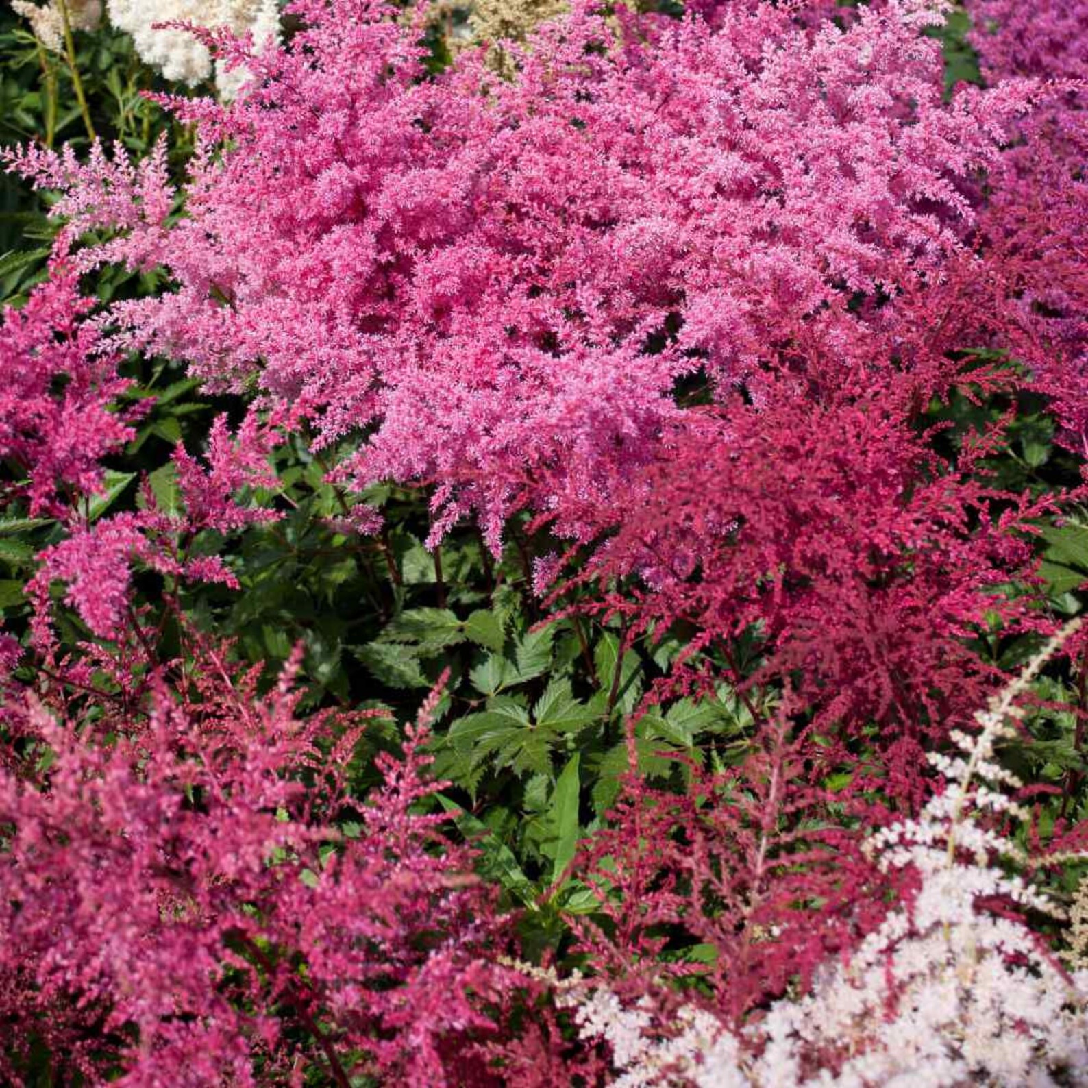 Astilbe Mix astilbe Arendsii Bunter Min 50 Seeds - Etsy