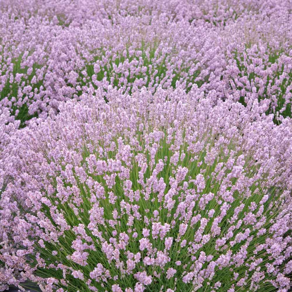 Lavender Pink (lavandula Angustifolia Rosea) - 20 Seeds - Etsy