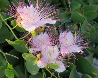 Capparis Spinosa Var. Inermis SPINELESS CAPER BUSH Live Plant 4" Pot ...