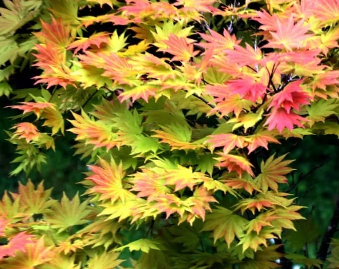 Autumn Moon Japanese Maple Bonsai or Full Size (acer Shirasawanum ...