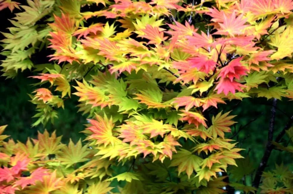Autumn Moon Japanese Maple Bonsai or Full Size (acer Shirasawanum ...