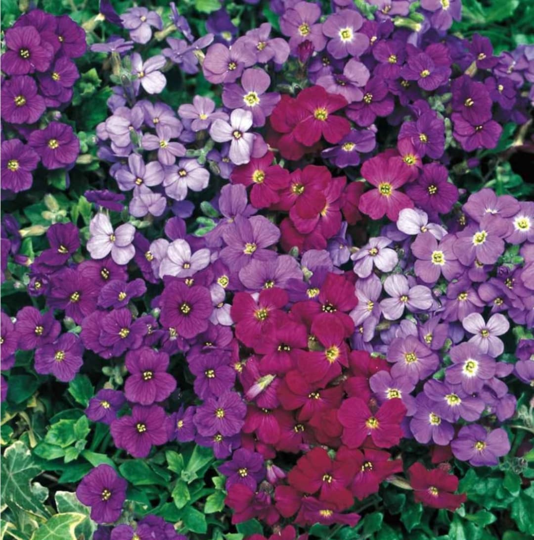 Rock Cress Royal Mix (aubrieta Hybrida) - 50 Seeds - Etsy