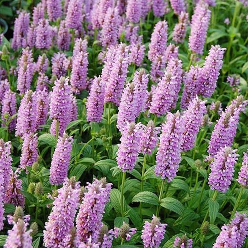 Pink Candy Catmint (nepeta Nervosa Pink Cat) - 20 Seeds - Etsy