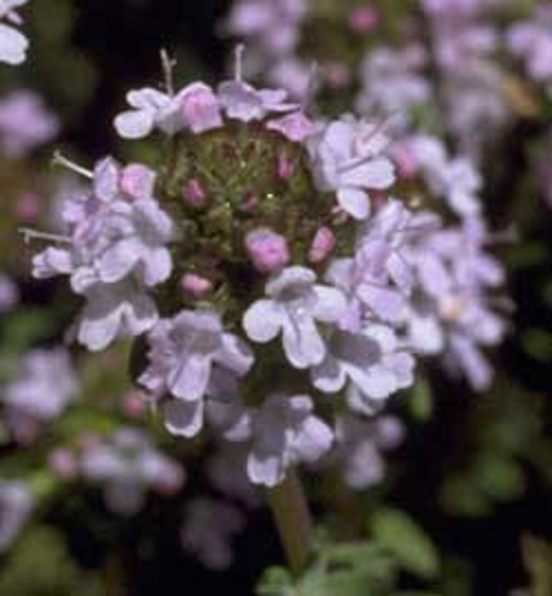 Orange Thyme (thymus Fragrantissimus) - 25 Seeds - Etsy