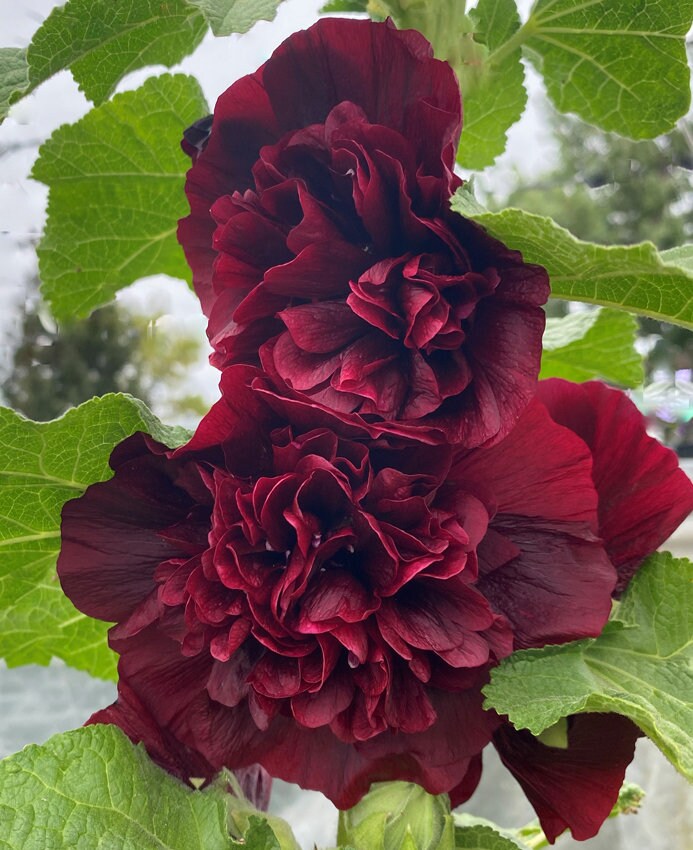 Hollyhock (alcea Rosea Chaters Double Maroon) - 10 Seeds - Etsy
