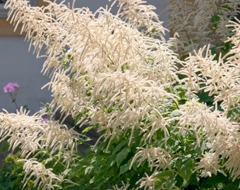 Goat's Beard Flower Seeds/ Aruncus/ Noble Spirit / Perennial 100 - Etsy