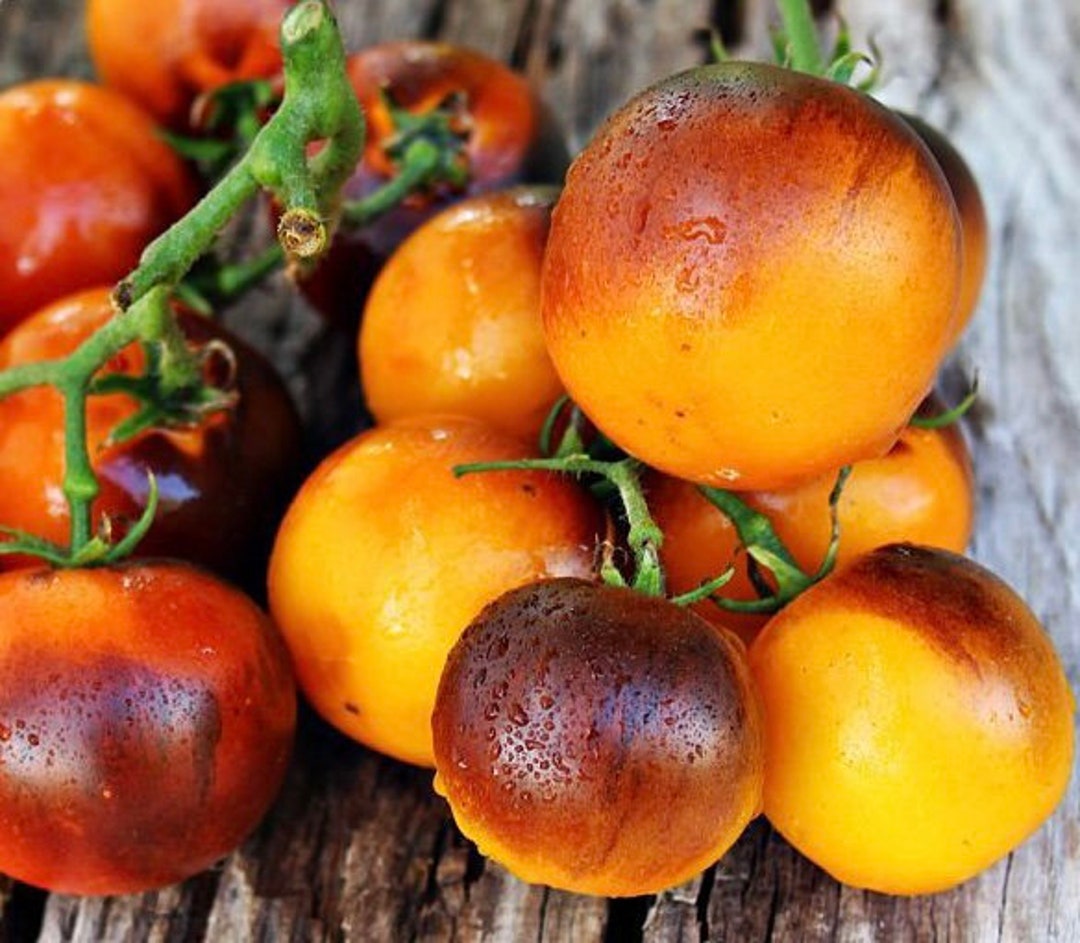 Organic Blue Clementine Tomato - 15 Seeds - Etsy