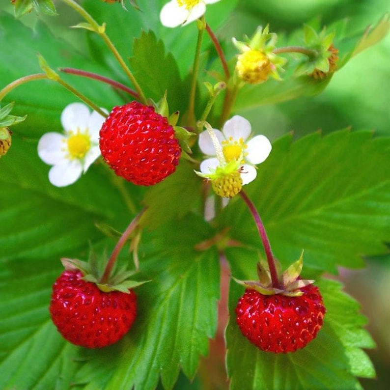 Wild Strawberry - Baron (fragaria Vesca Baron Solemacher) - 50 Seeds - Etsy
