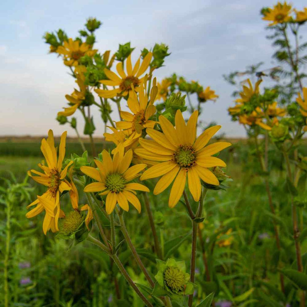 Silphium / Compass Plant (silphium Laciniatum) - 25 Seeds - Etsy