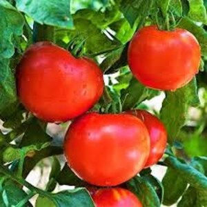 Organic Caribe Tomato - 20 Seeds - Etsy