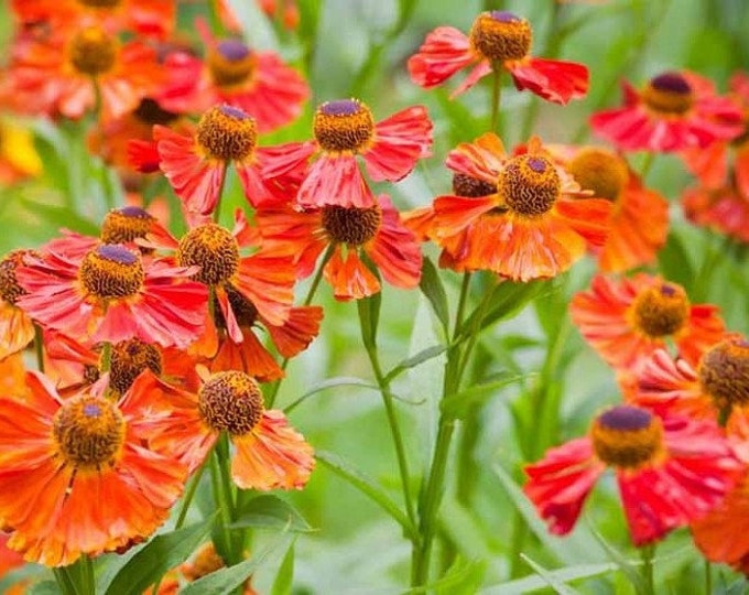 Sneezeweed Autumnale (helenium Autumnale) - 25 Seeds - Etsy