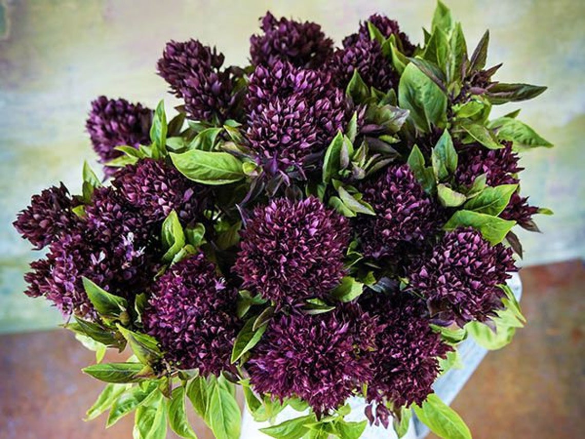 Cardinal Basil (ocimum Basilicum 'cardinal') - 25 Seeds - Etsy